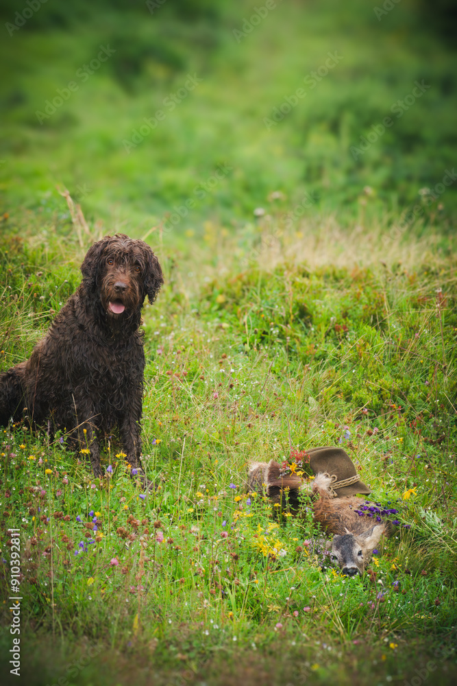 happy hunting - celebration the trophy of a young roe buck with a gray ...