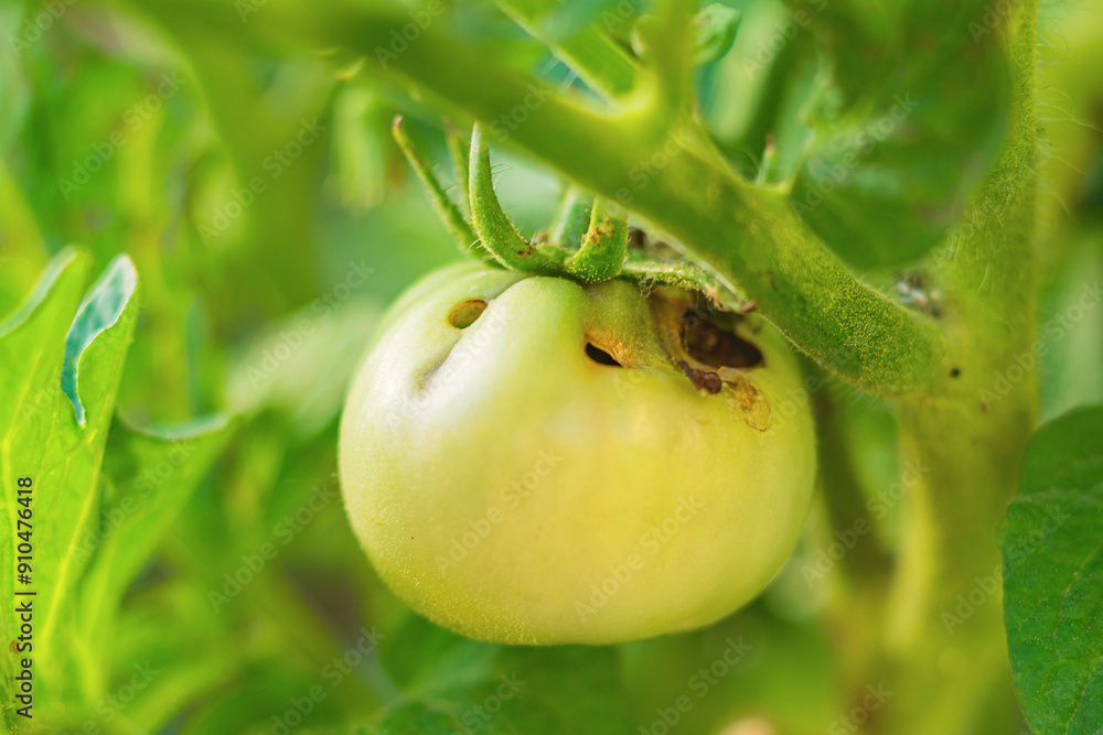 Unripe young green-yellow tomato fruits damaged by caterpillar, pest of ...