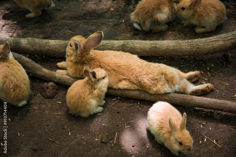 Mother domestic rabbit (Oryctolagus cuniculus domesticus) with small ...
