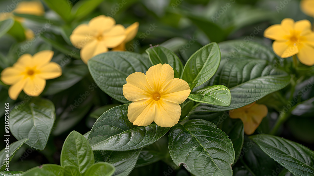 Yellow Periwinkle is a common flower in our gardens that fills our mind ...