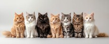 7 Cats In Various Colours Free Stock Photo - Public Domain Pictures
