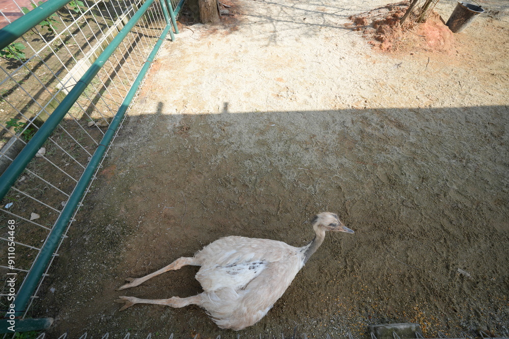 The ostrich (Struthio camelus) is the world's largest bird, native to ...