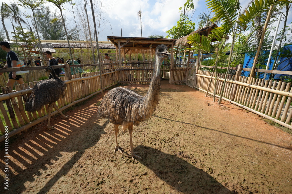 The ostrich (Struthio camelus) is the world's largest bird, native to ...