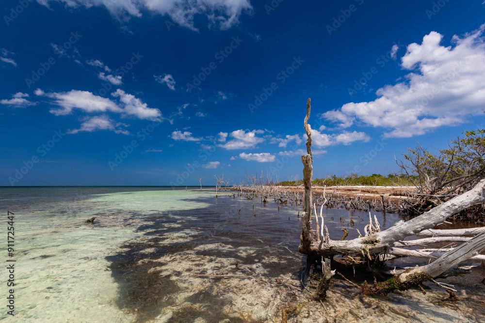 Foto de Stock Bosques de manglares en una isla tropical desierta en ...
