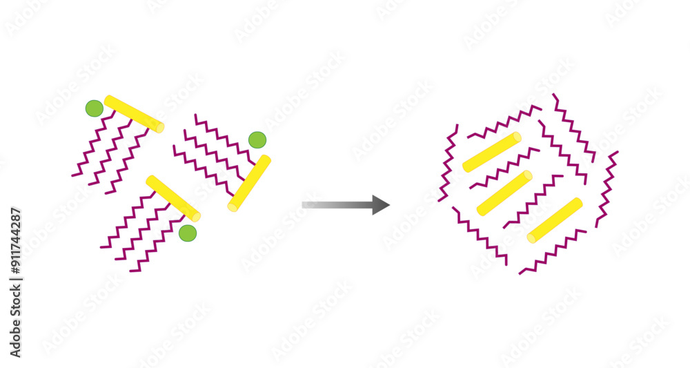 Fat Molecule, triglyceride, Lipids Digestion. Lipase enzyme catalyzes ...