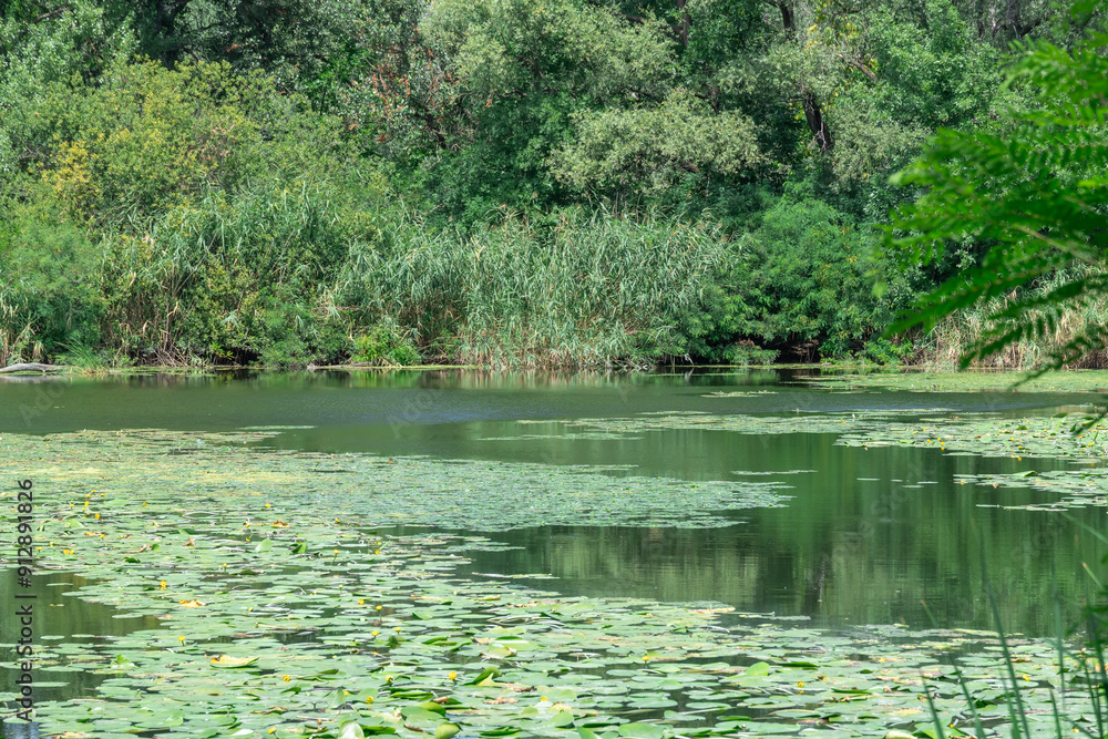 Slowly flowing river is overgrown with yellow water lilies. Ecological ...