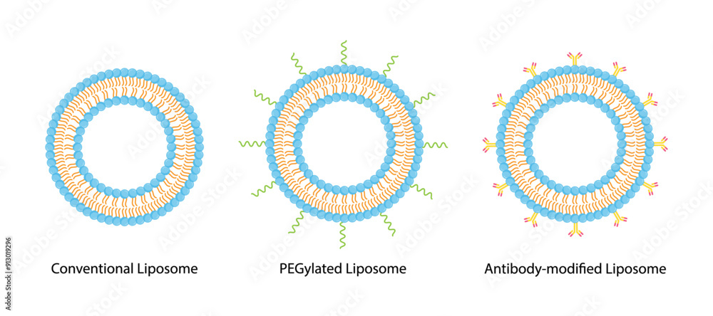 Conventional Liposome, PEGylated Liposome and Antibody-modified ...