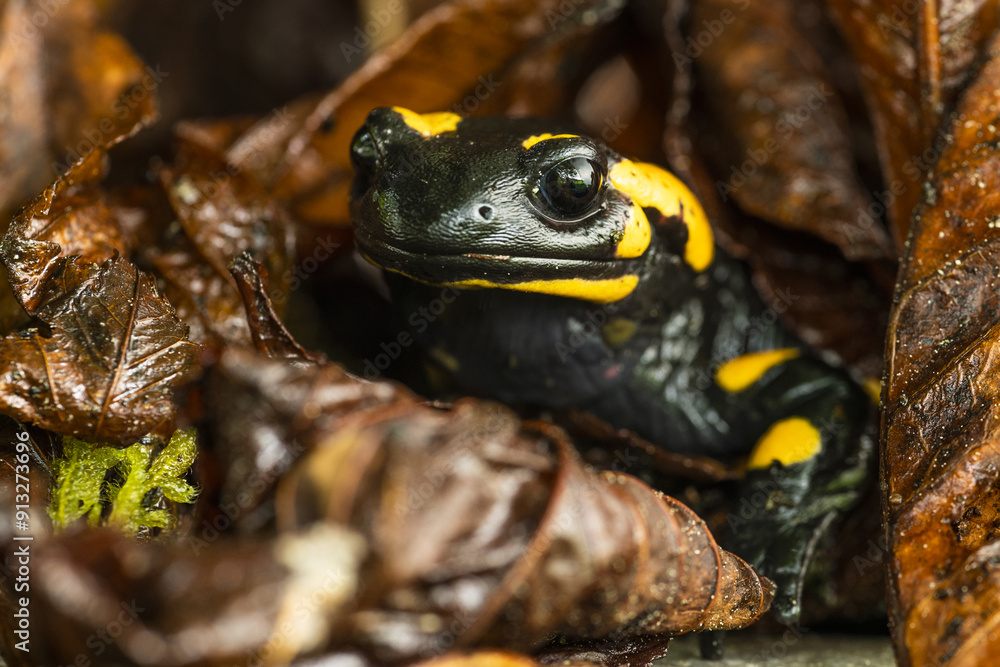Fire salamander (Salamandra salamandra), sits in leaves, animal ...