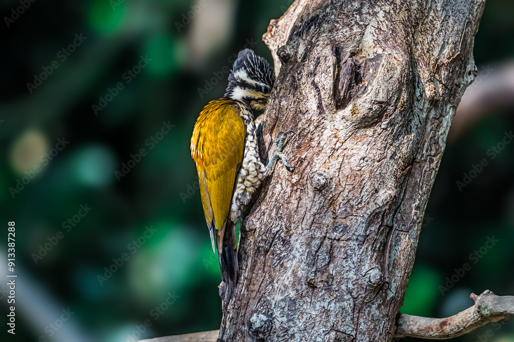 Common Flameback The back is brassy-brown, the rump is red, and the ...