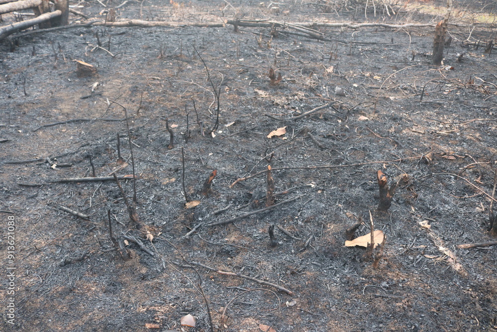 the forest is burning. burning. extinguishing forest fires due to ...