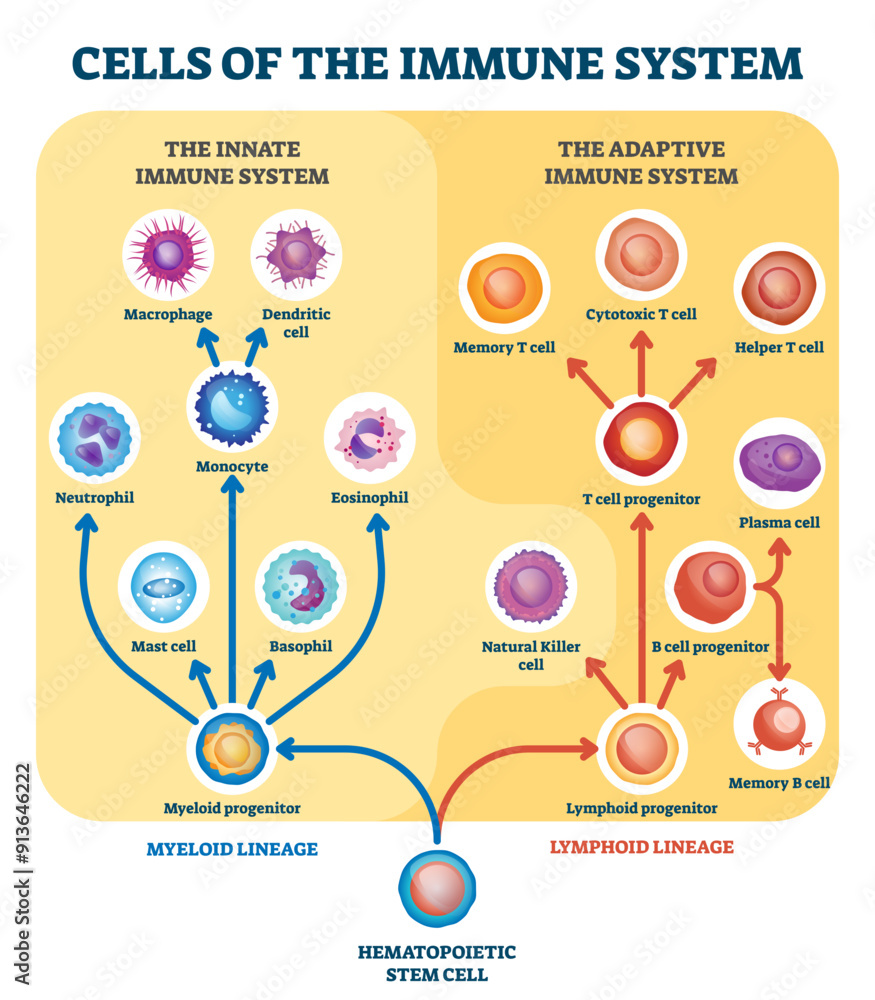 Immune system cells illustration, transparent background. Labeled ...
