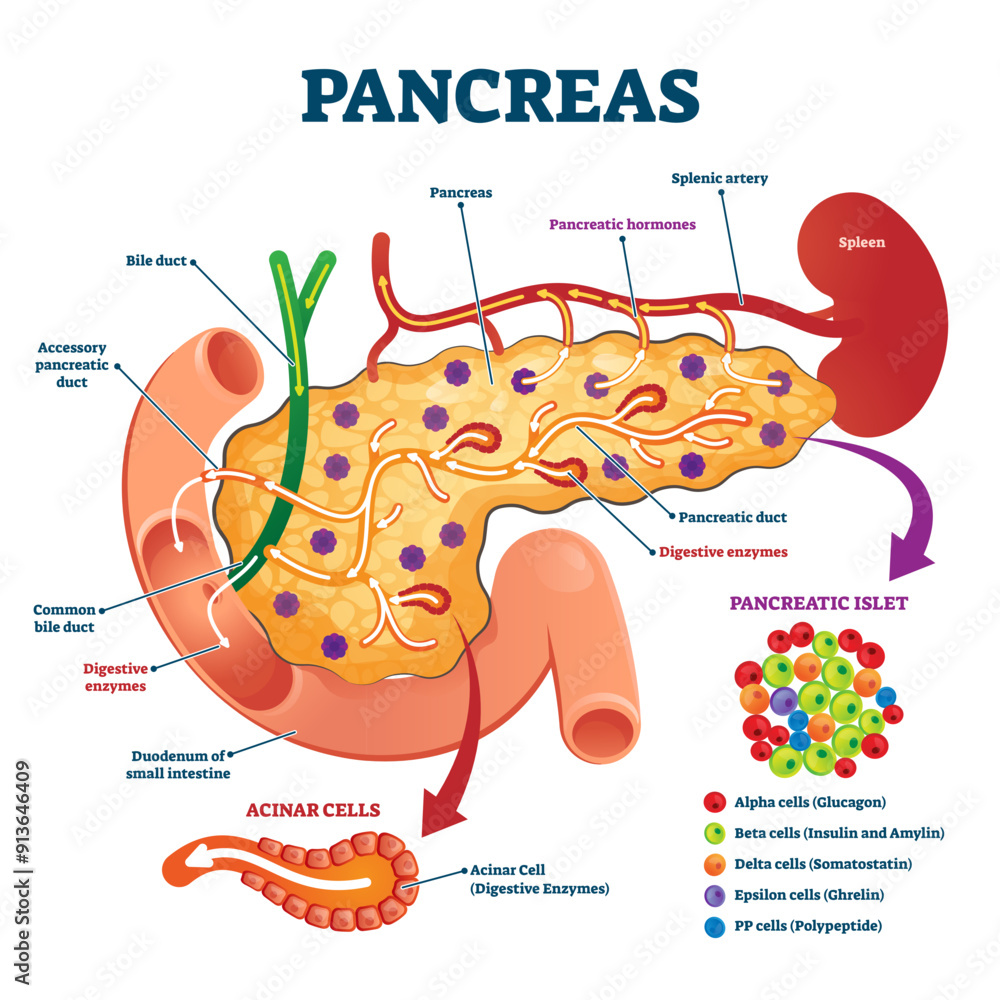 Pancreas anatomical cross section model, illustration medical example ...