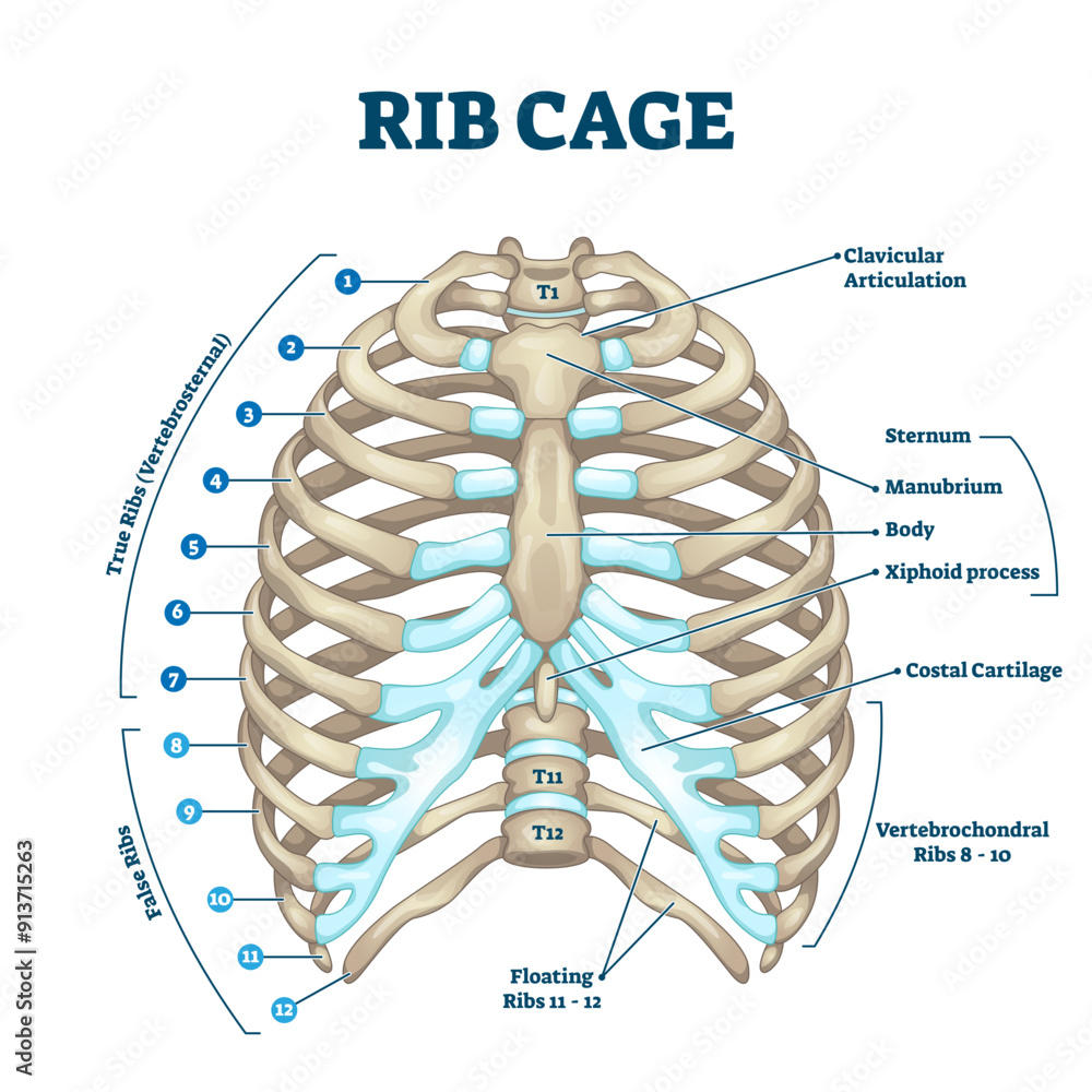 Rib cage anatomy, labeled illustration diagram, transparent background ...