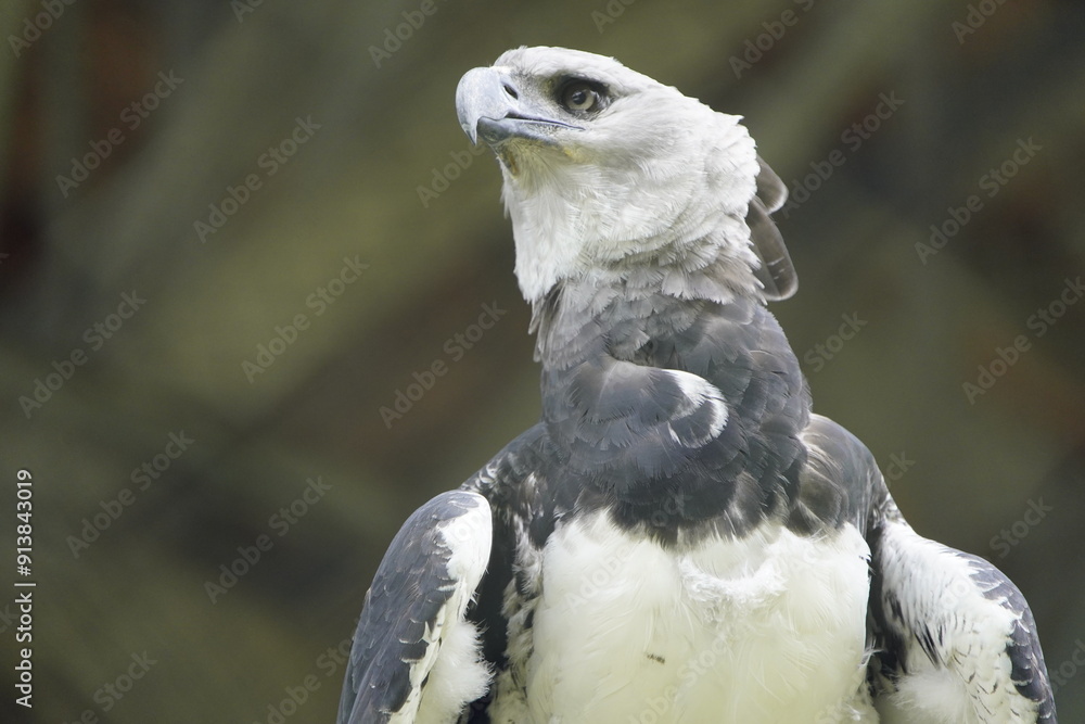 The harpy eagle (Harpia harpyja) is a large neotropical species of ...