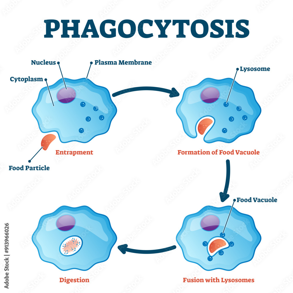 Phagocytosis illustration, transparent background. Labeled endocytosis ...