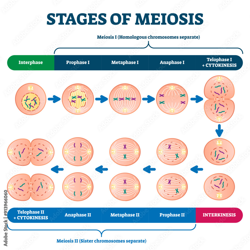 Stages of meiosis illustration, transparent background. Labeled cell ...