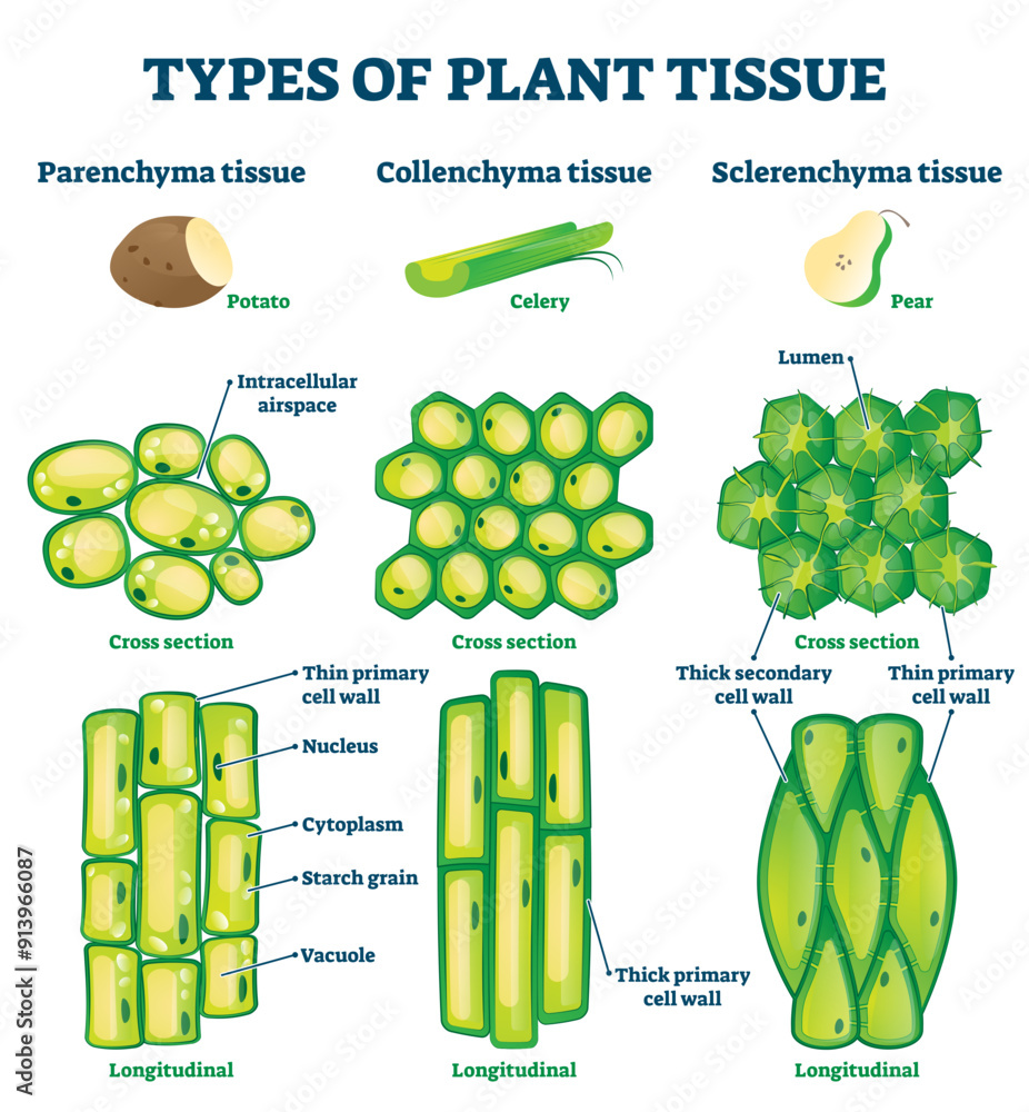 Types of plant tissue illustration, transparent background.Labeled ...
