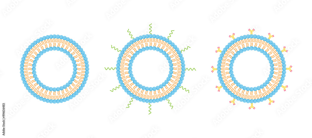 Vector de Stock Conventional Liposome, PEGylated Liposome and Antibody ...