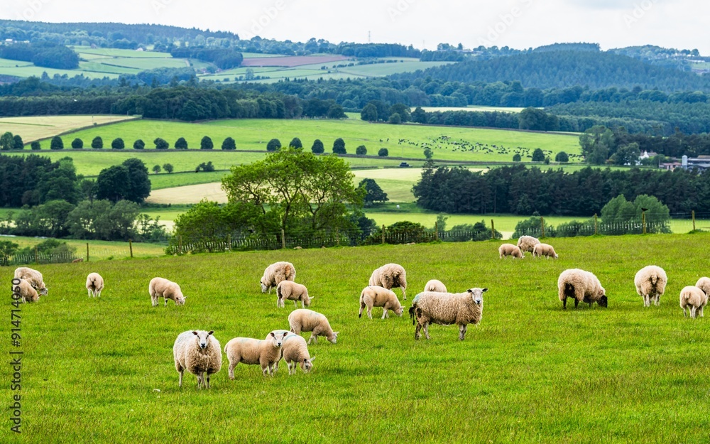Sheeps and Farms in Yorkshire Dales National Park, North Yorkshire ...