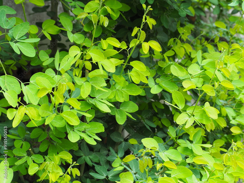 Green Manila tamarind leaf background. Pithecellobium dulce (Roxb ...