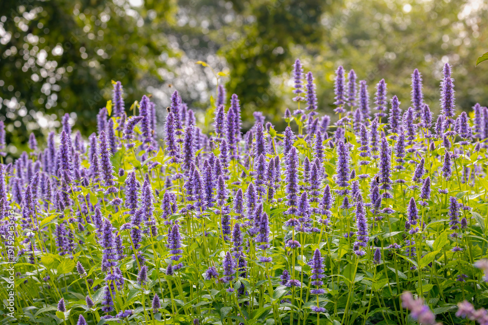 Selective focus of purple blue flower Korean mint in the garden, Blue ...