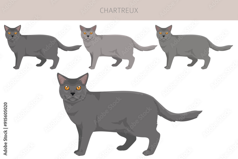 Chartreux Cat clipart. All coat colors set. All cat breeds ...