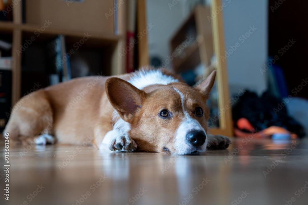 A close-up shot of an adorable Welsh Corgi lying on the floor ...