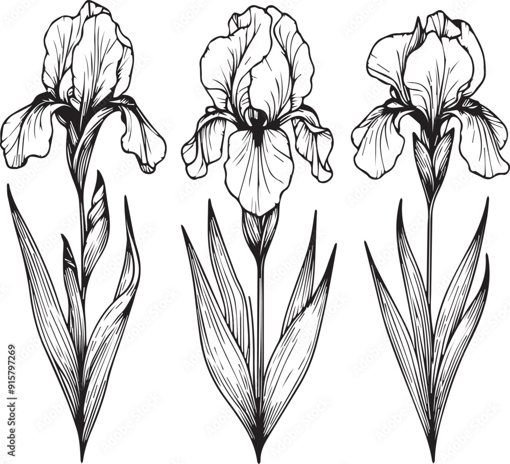 Cute flower coloring pages, Iris drawing, Hand drawn botanical summer ...