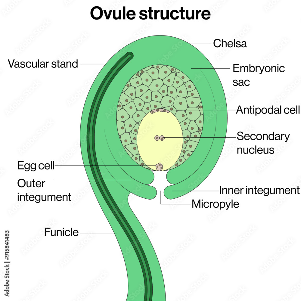 Detailed Structure of Plant Ovule: Vector Illustration of Ovule Anatomy for Botanical Studies ...