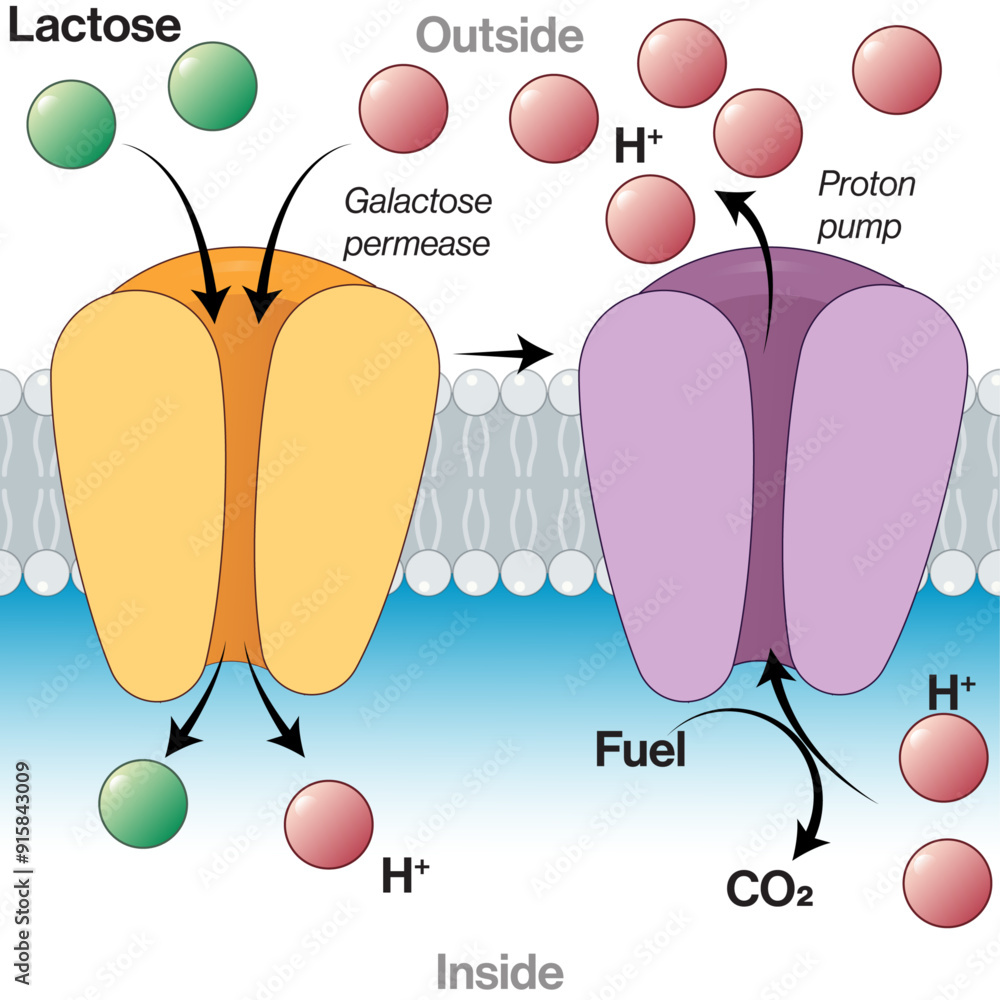 Lactose Uptake in E. coli, Secondary Active Transport, Detailed Vector ...
