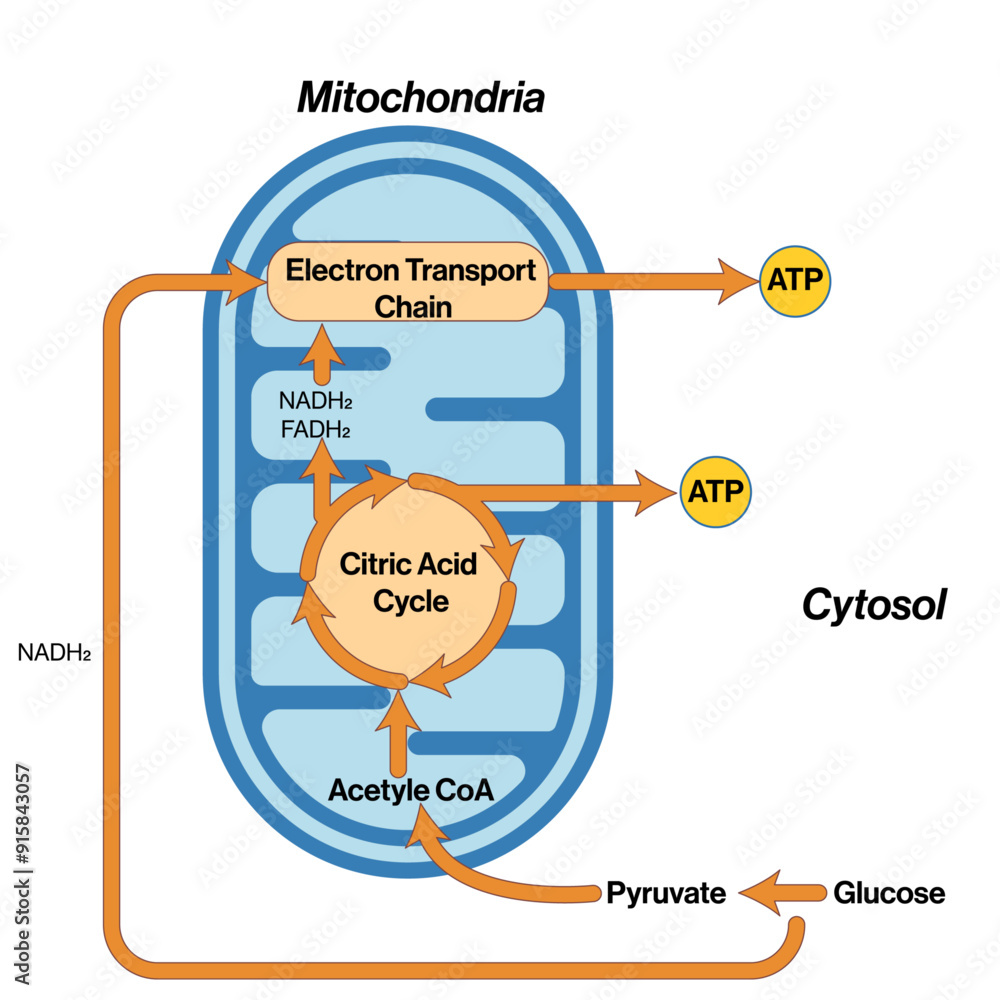 Mechanism of Energy Production in Mitochondria, Detailed Vector Illustration of Glycolysis ...