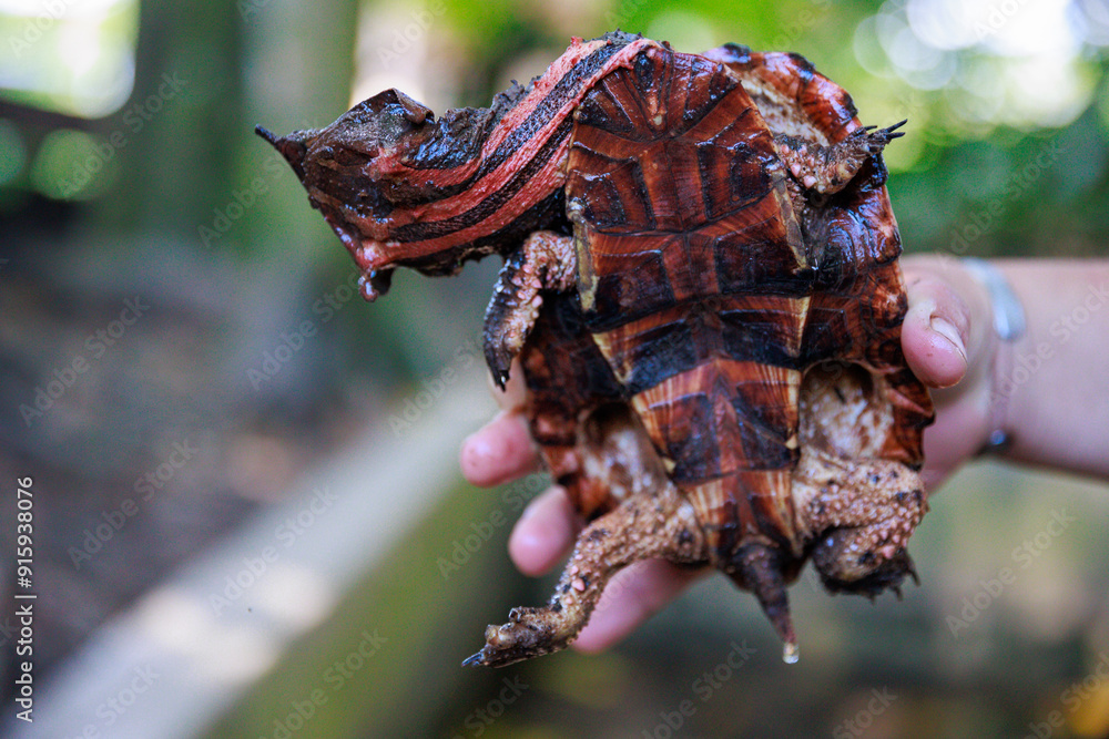 Matamata tortoise in the Peruvian jungle. In the Amazon jungle, near ...