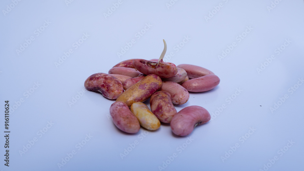 Sprouting pink beans, early signs of growth with delicate color ...