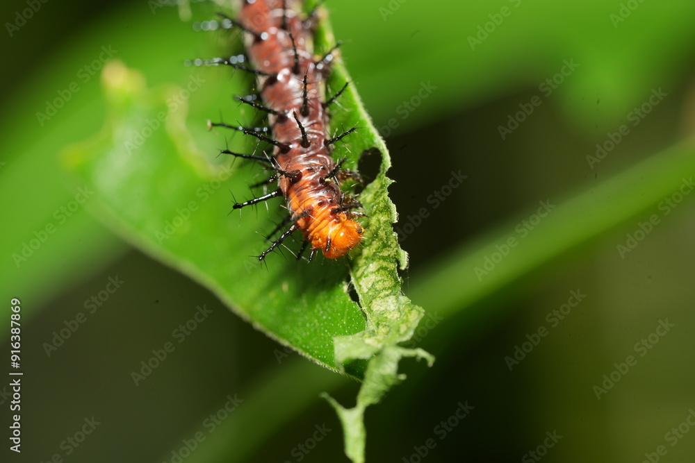 Foto The caterpillar of Acraea terpsichore, commonly known as the Dione ...
