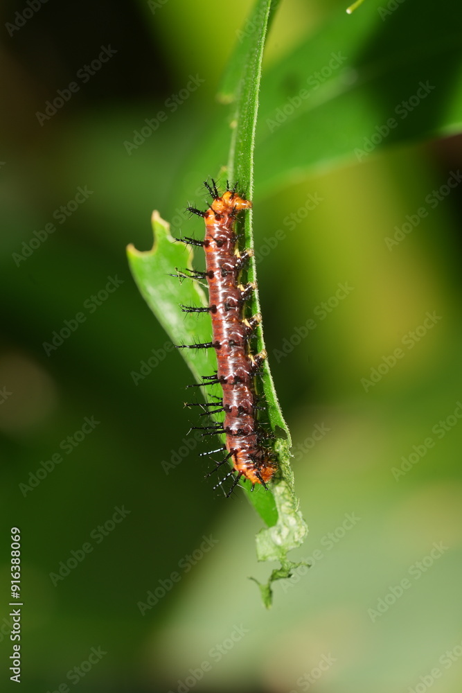 The caterpillar of Acraea terpsichore, commonly known as the Dione juno ...