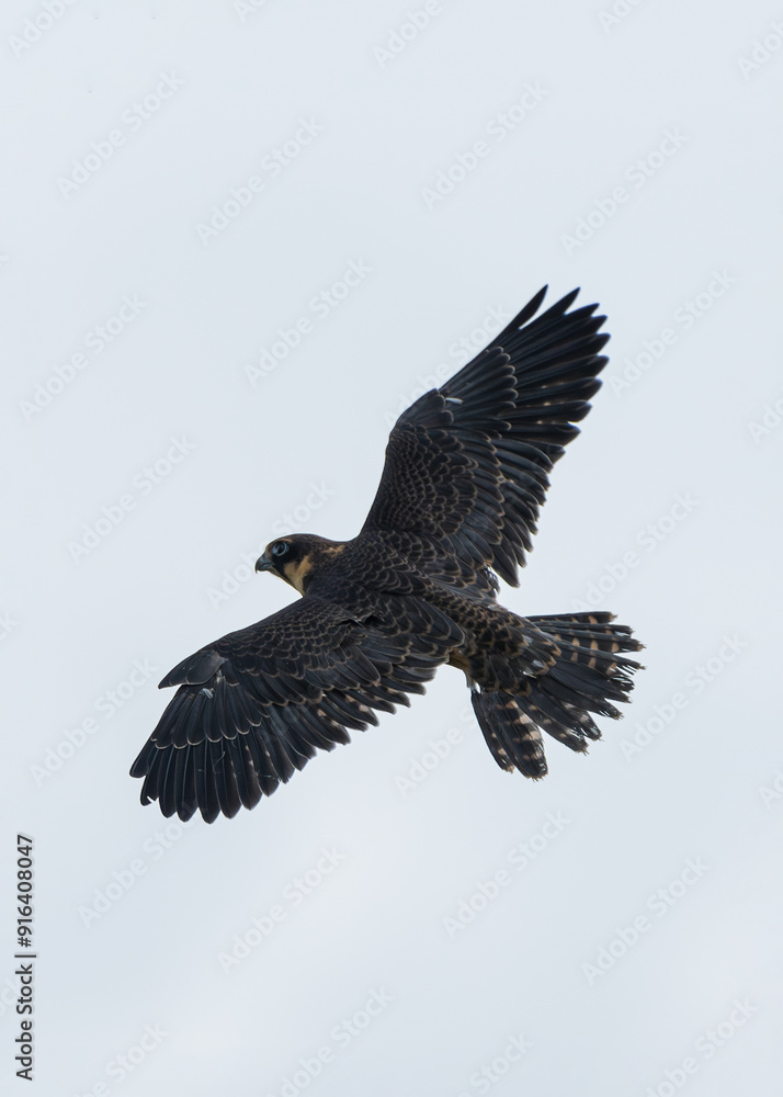 Eurasian hobby in flight. Very bold and courageous bird of the Falcon ...