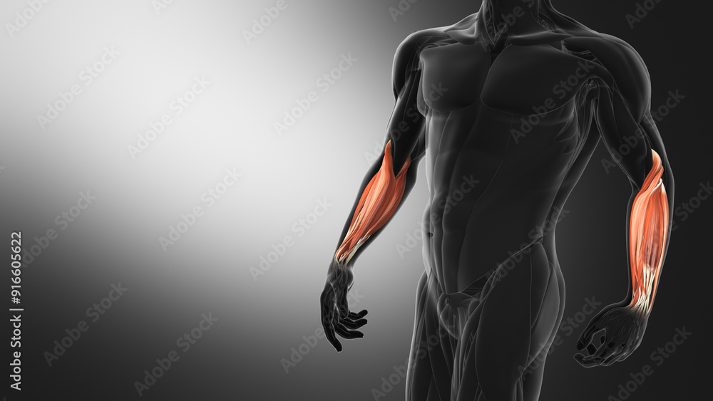 Anatomy of the Forearm Muscles Stock Illustration | Adobe Stock