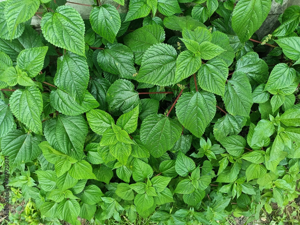 Tragia involucrata, the Indian stinging nettle, is a species of plant ...