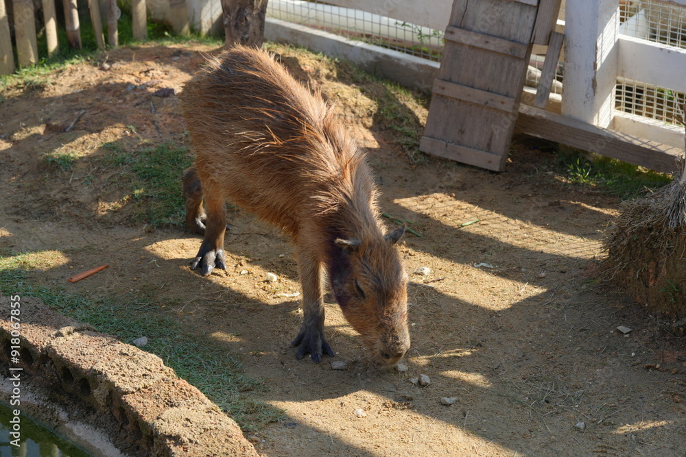 The capybara (Hydrochoerus hydrochaeris) is the largest rodent in the ...