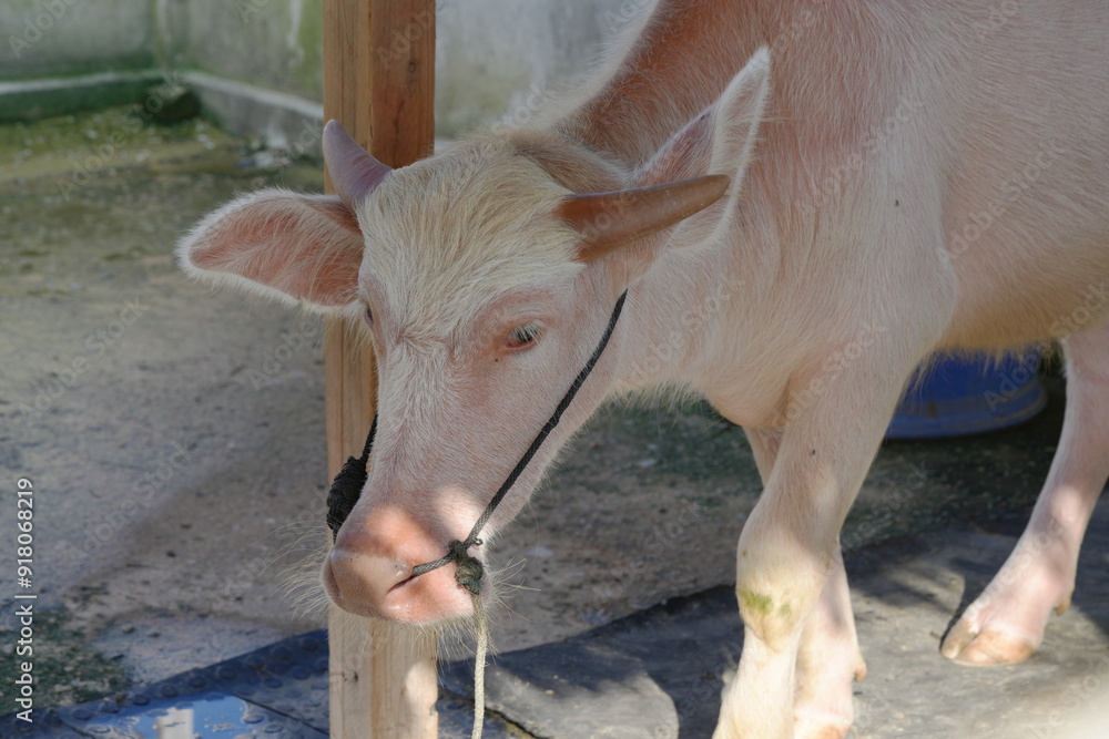 White buffalo, disorders of the body caused by mutations in the gene ...