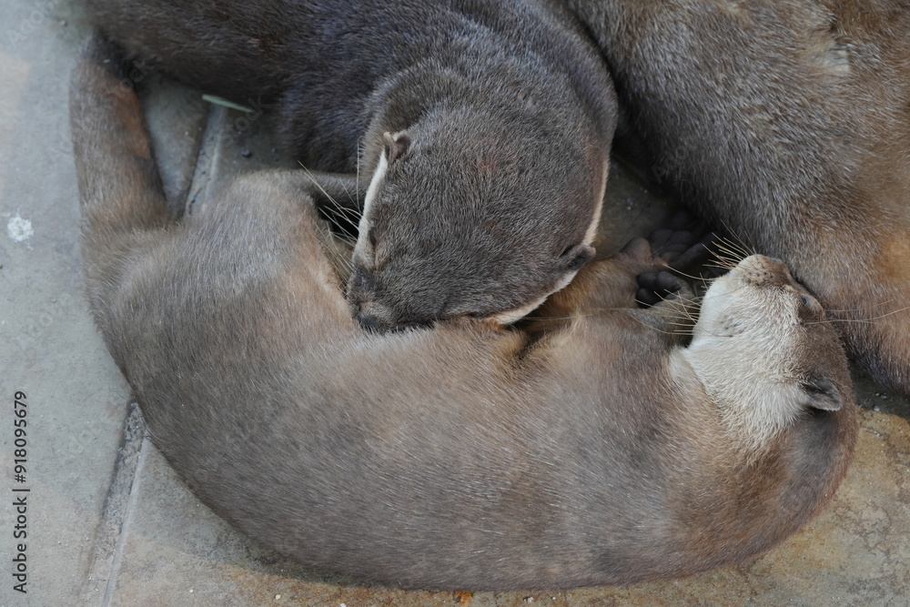 Lutra nippon, commonly known as the Japanese Otter, is a species of ...