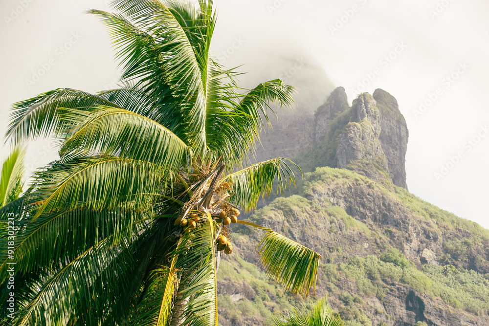 Palm tree fronds in front of Mount Otemanu on the tropical island Bora ...