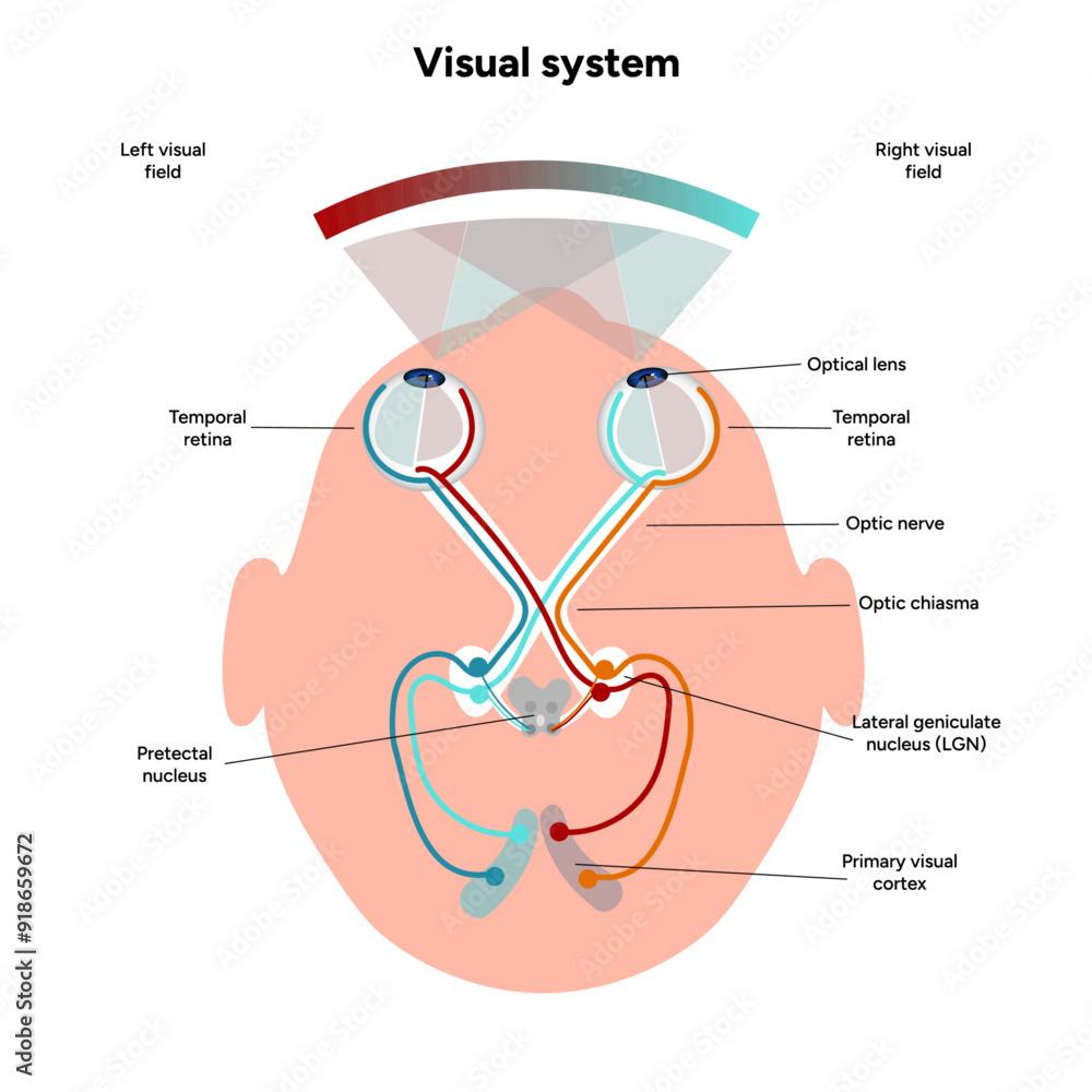 Suprachiasmatic Nucleus Of Hypothalamus Human Visual System Pathway Cortex Diagram Right And