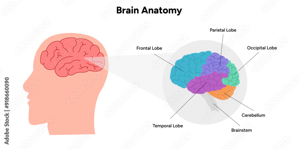 Brain Anatomy Areas Parts Functions Cerebral Cortex Frontal Somatosensory Cortex Parietal