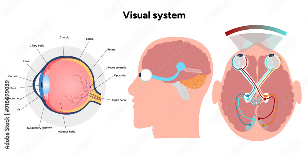 Suprachiasmatic Nucleus Of Hypothalamus Human Visual System Pathway Cortex Diagram Right And