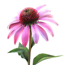 Pink Coneflower Free Stock Photo - Public Domain Pictures