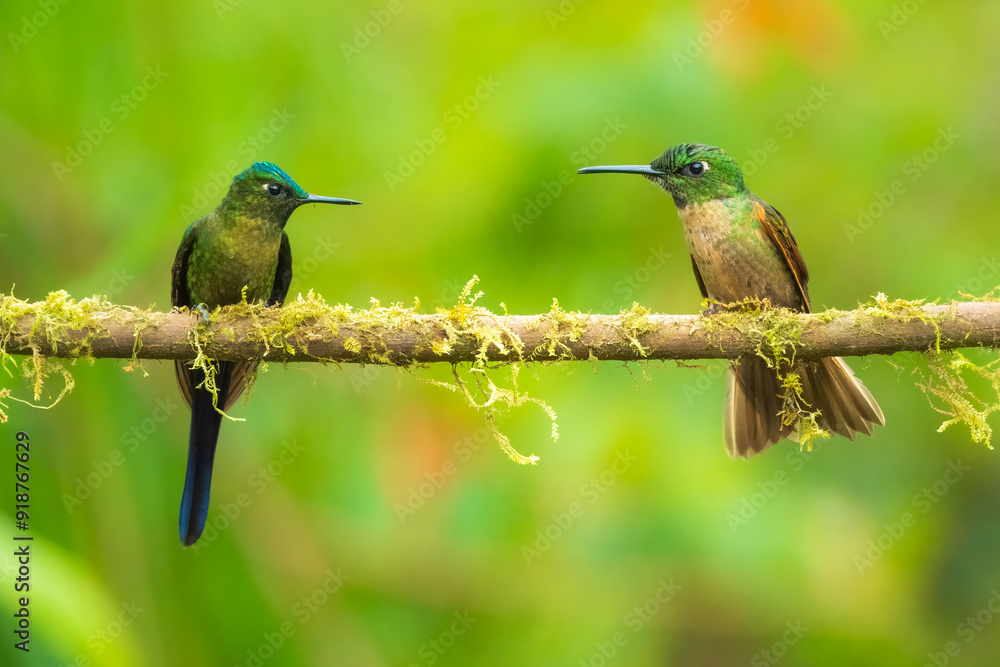 Violet-tailed Sylph - Aglaiocercus coelestis, beautiful long tailed ...
