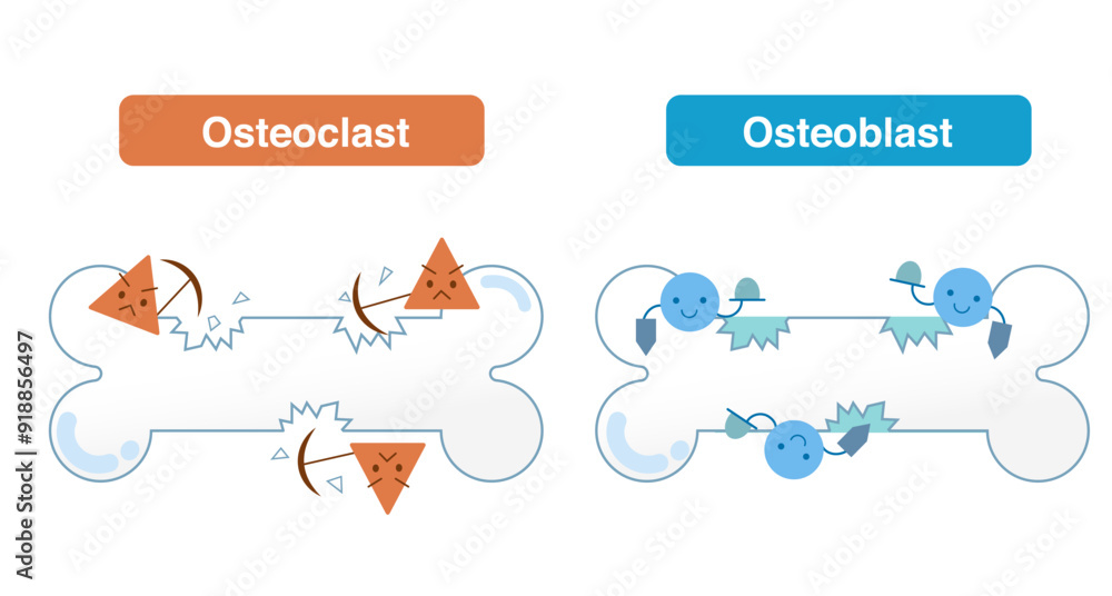 Mechanisms of bone resorption and bone formation by osteoclasts and ...