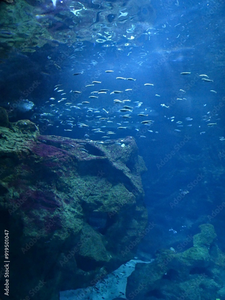 La Rochelle, August 2024: Visit to one of Europe's largest aquariums ...