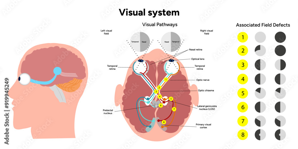 Visual pathway. Human brain and eyes, optic nerves, and visual cortex. Medical diagram Stock ...